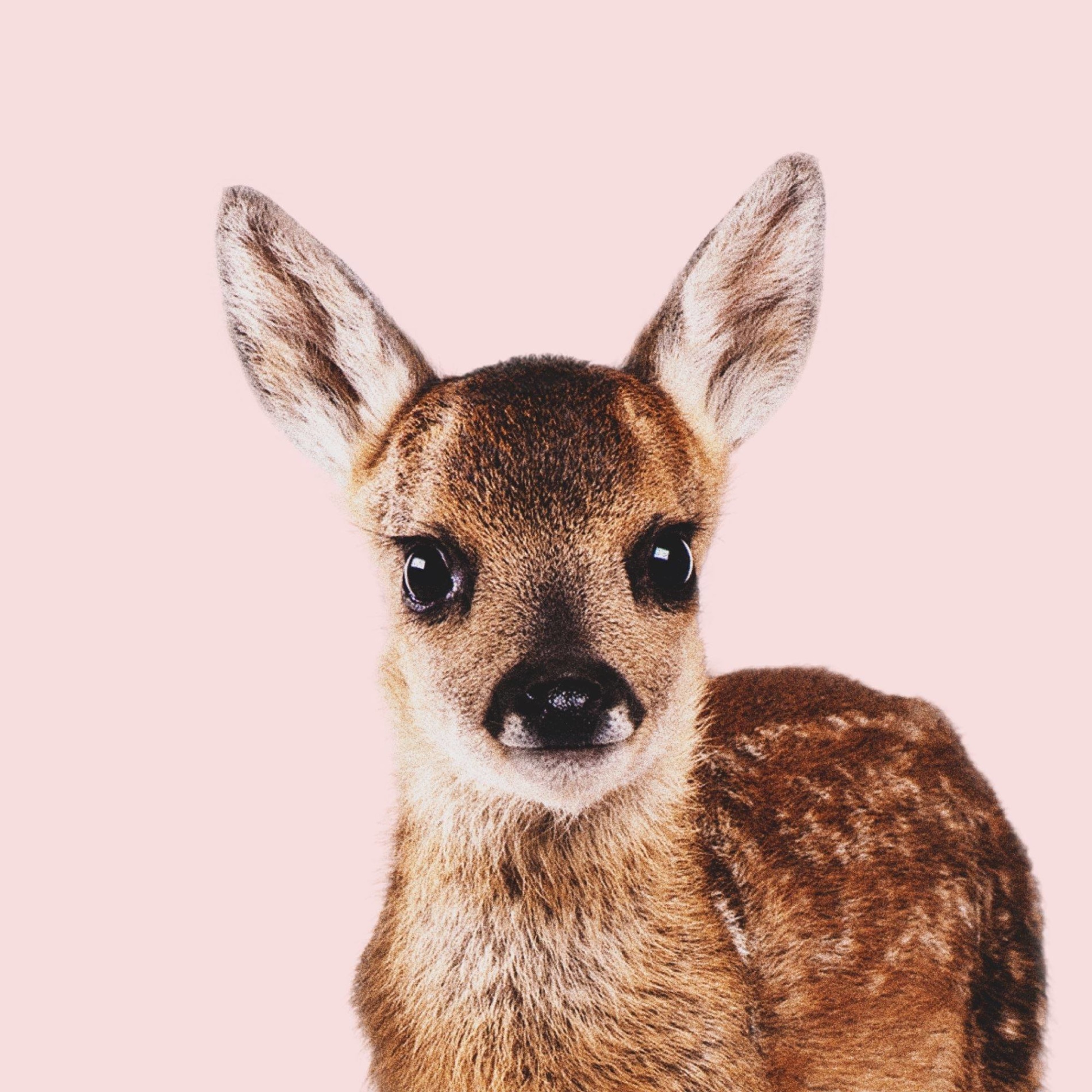 Le Biches Festival dévoile ses premiers noms - Radio Phénix